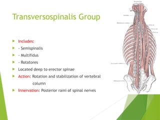Intermediate_and_Deep_Back_Muscles_Presentation[1].pptx