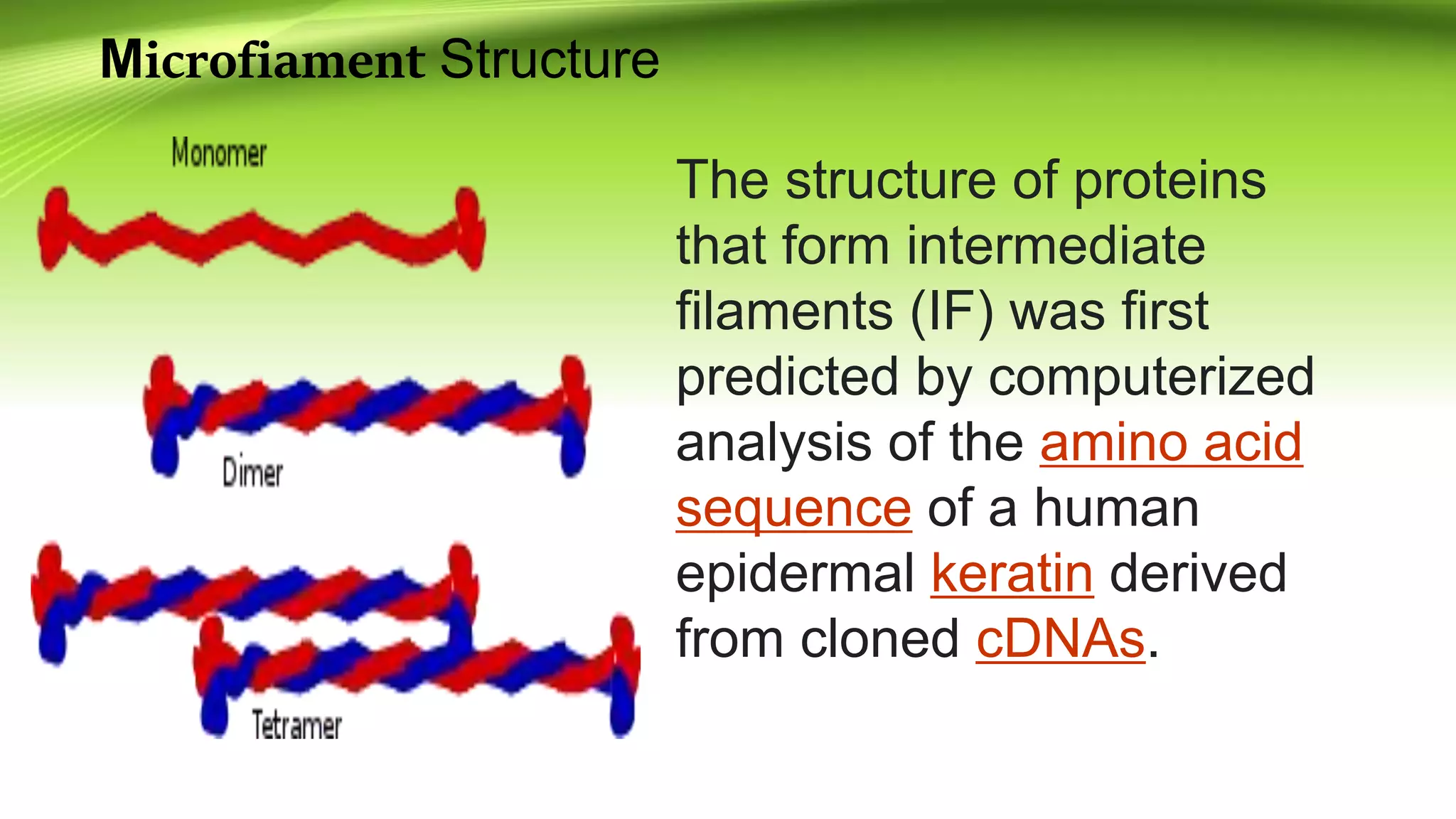 Intermediate filament | PPTX