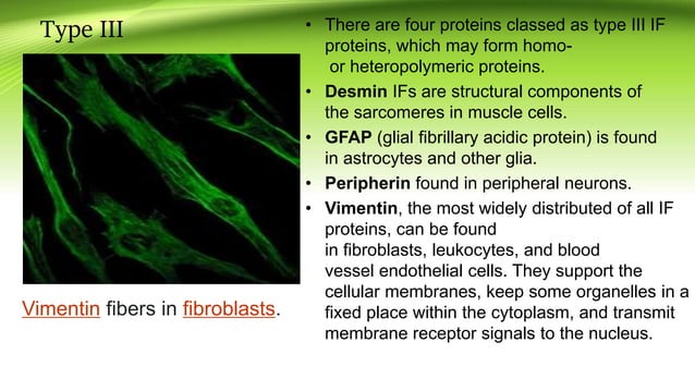 Intermediate filament | PPTX