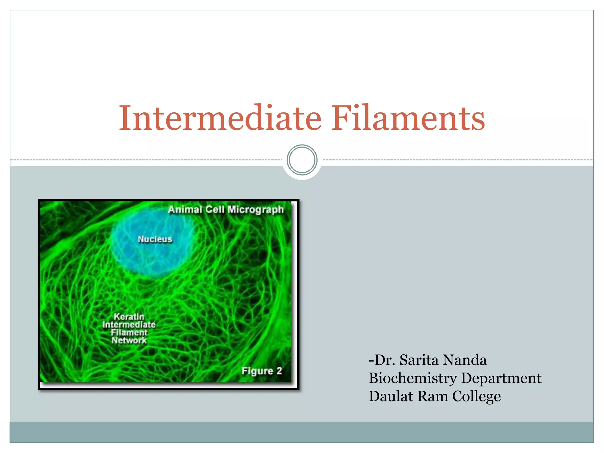 Intermediate filaments | PPTX