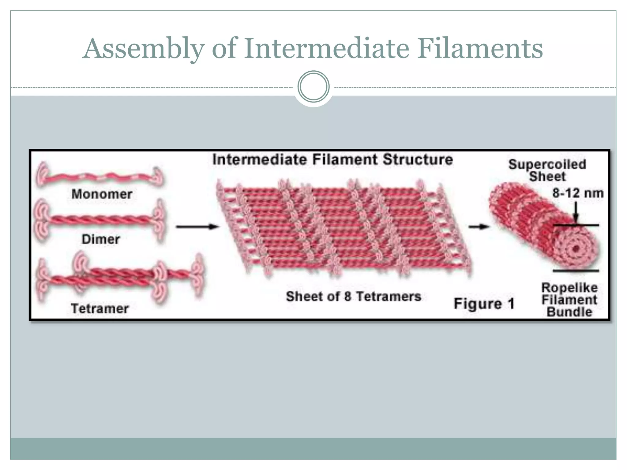 Intermediate filaments