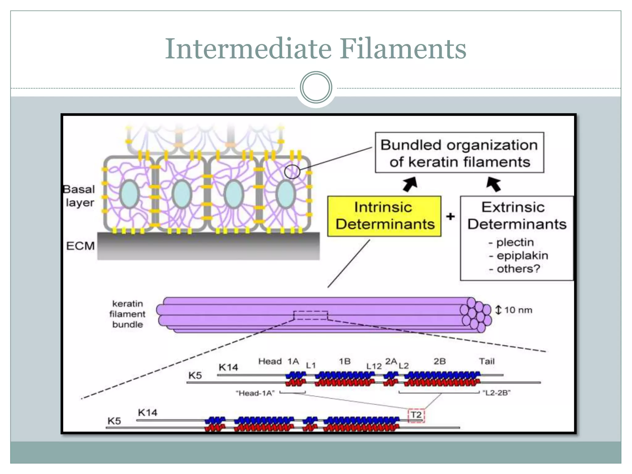 Intermediate filaments