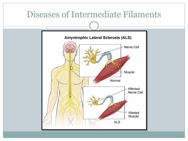 Intermediate filaments | PPT