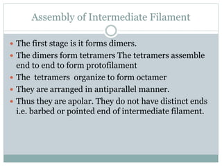 Intermediate filaments | PPTX