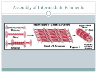 Intermediate filaments | PPTX