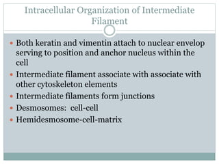 Intermediate filaments | PPTX