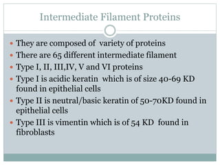Intermediate Filaments