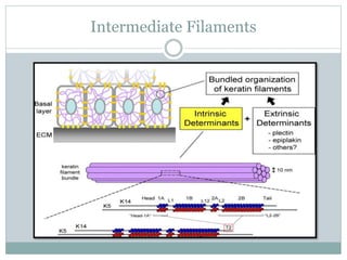 Intermediate Filament Function