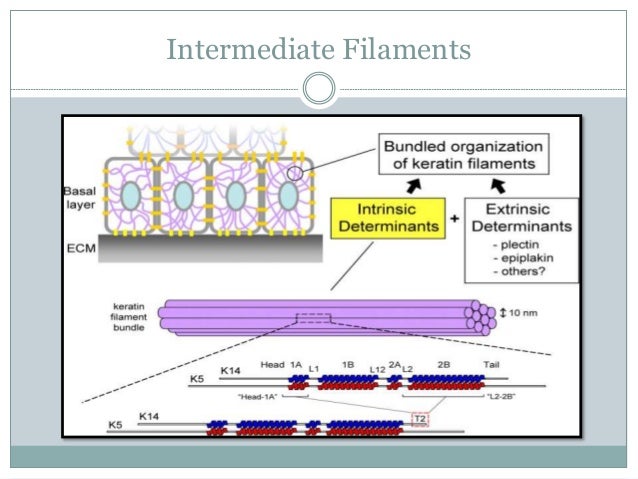 Intermediate filaments