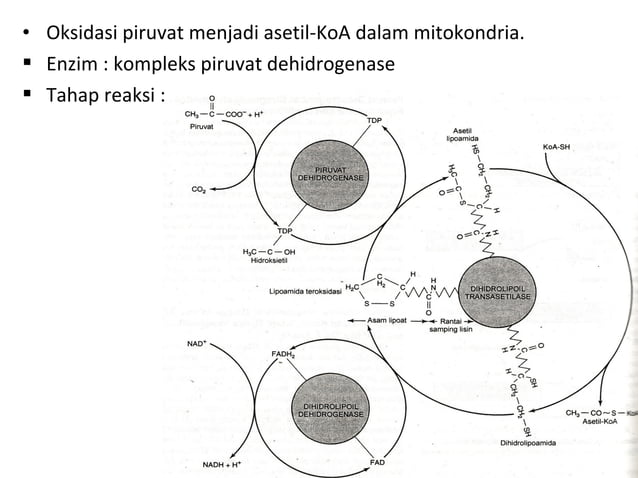 Intermediate metabolism | PPT