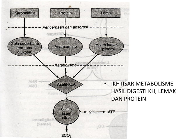 Intermediate metabolism | PPT
