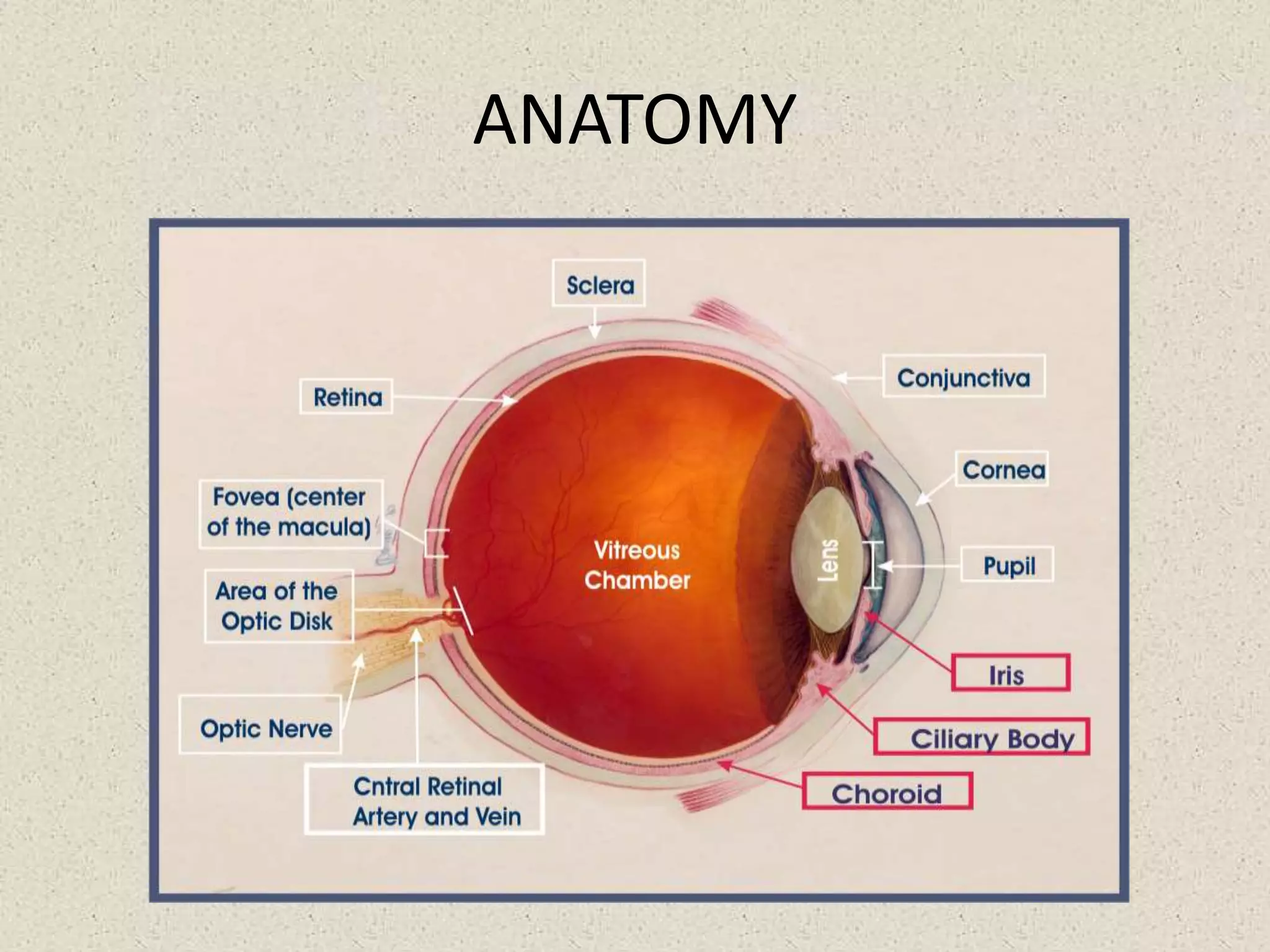 Intermediate uveitis | PPTX