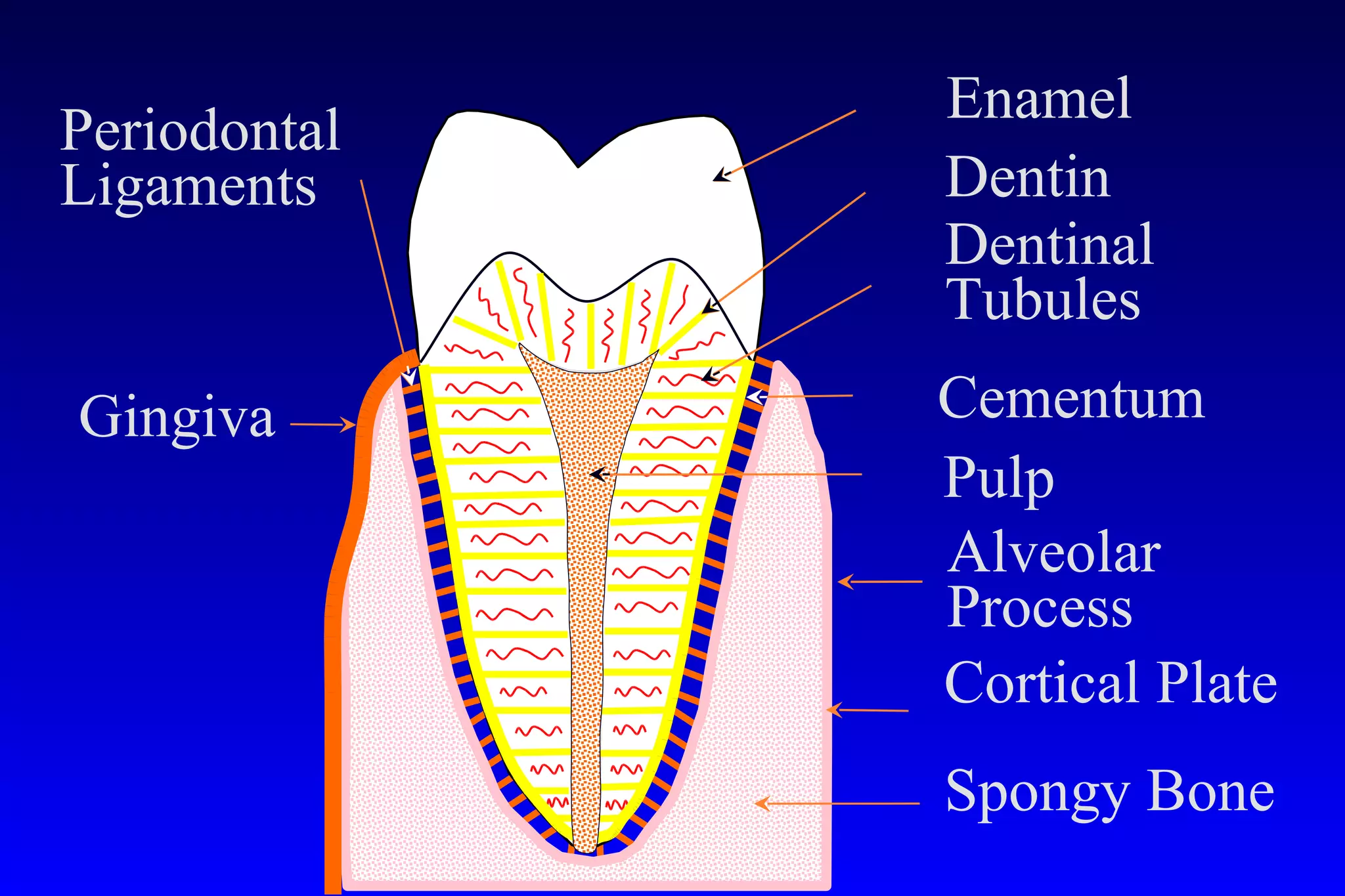 ANATOMY of TEETH 2 1. Anatomy of a tooth. a. Anatomical crown ... | PPT