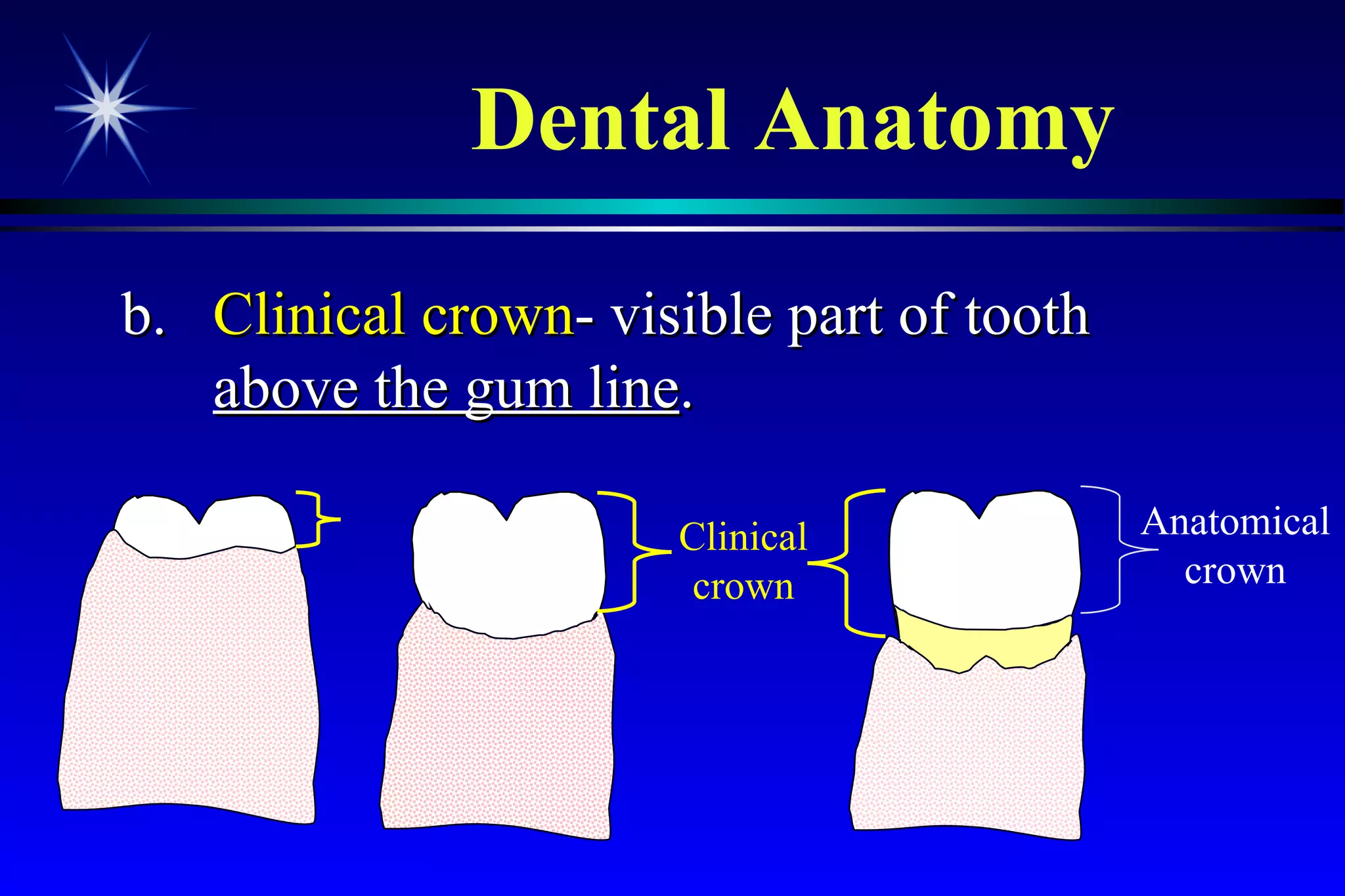 ANATOMY of TEETH 2 1. Anatomy of a tooth. a. Anatomical crown ... | PPT