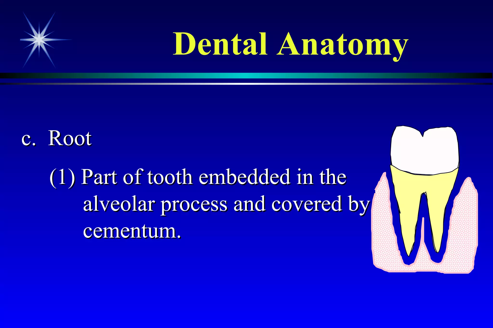 ANATOMY of TEETH 2 1. Anatomy of a tooth. a. Anatomical crown ... | PPT
