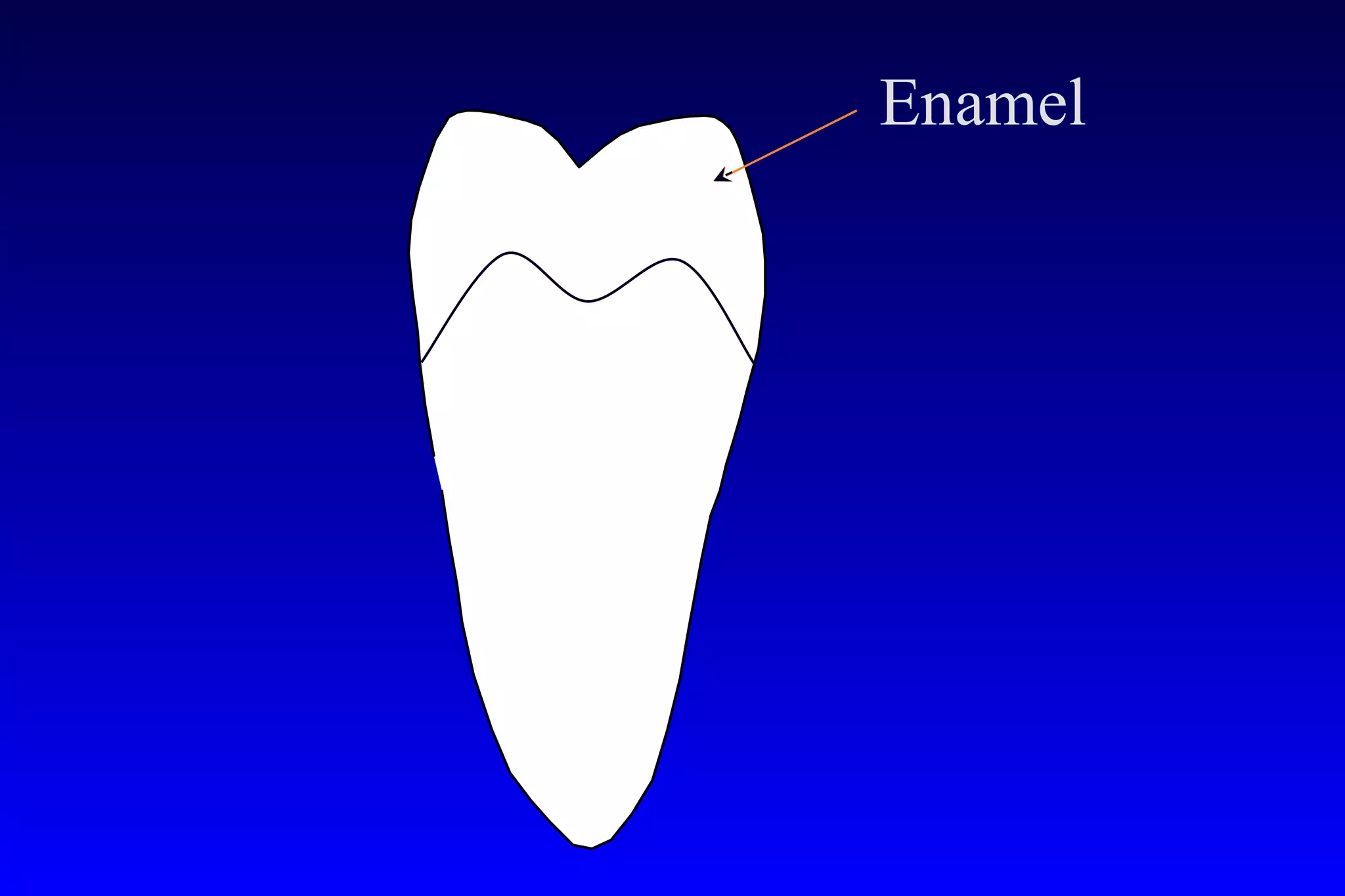 ANATOMY of TEETH 2 1. Anatomy of a tooth. a. Anatomical crown ... | PPT