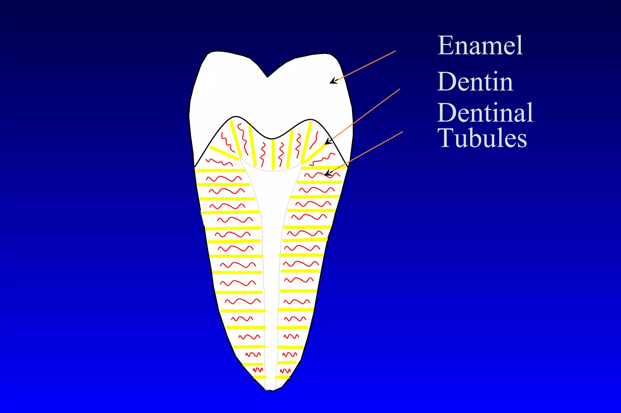 ANATOMY of TEETH 2 1. Anatomy of a tooth. a. Anatomical crown ... | PPT