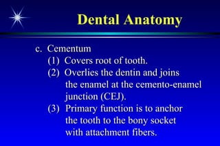 ANATOMY of TEETH 2 1. Anatomy of a tooth. a. Anatomical crown ... | PPT