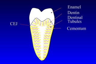 ANATOMY of TEETH 2 1. Anatomy of a tooth. a. Anatomical crown ... | PPT