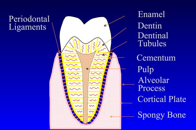 ANATOMY of TEETH 2 1. Anatomy of a tooth. a. Anatomical crown ... | PPT ...
