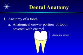 ANATOMY of TEETH 2 1. Anatomy of a tooth. a. Anatomical crown ... | PPT