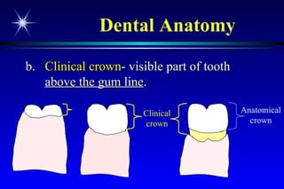 ANATOMY of TEETH 2 1. Anatomy of a tooth. a. Anatomical crown ... | PPT