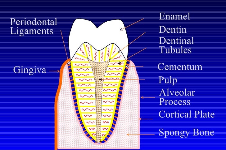ANATOMY of TEETH 2 1. Anatomy of a tooth. a. Anatomical crown ...