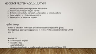 Internal accumulation by ramkesh chauhan | PPTX | Endocrine and ...
