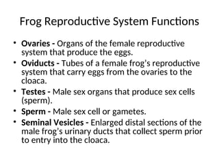 Internal Anatomy in General Biology CEU MANILA | PPT