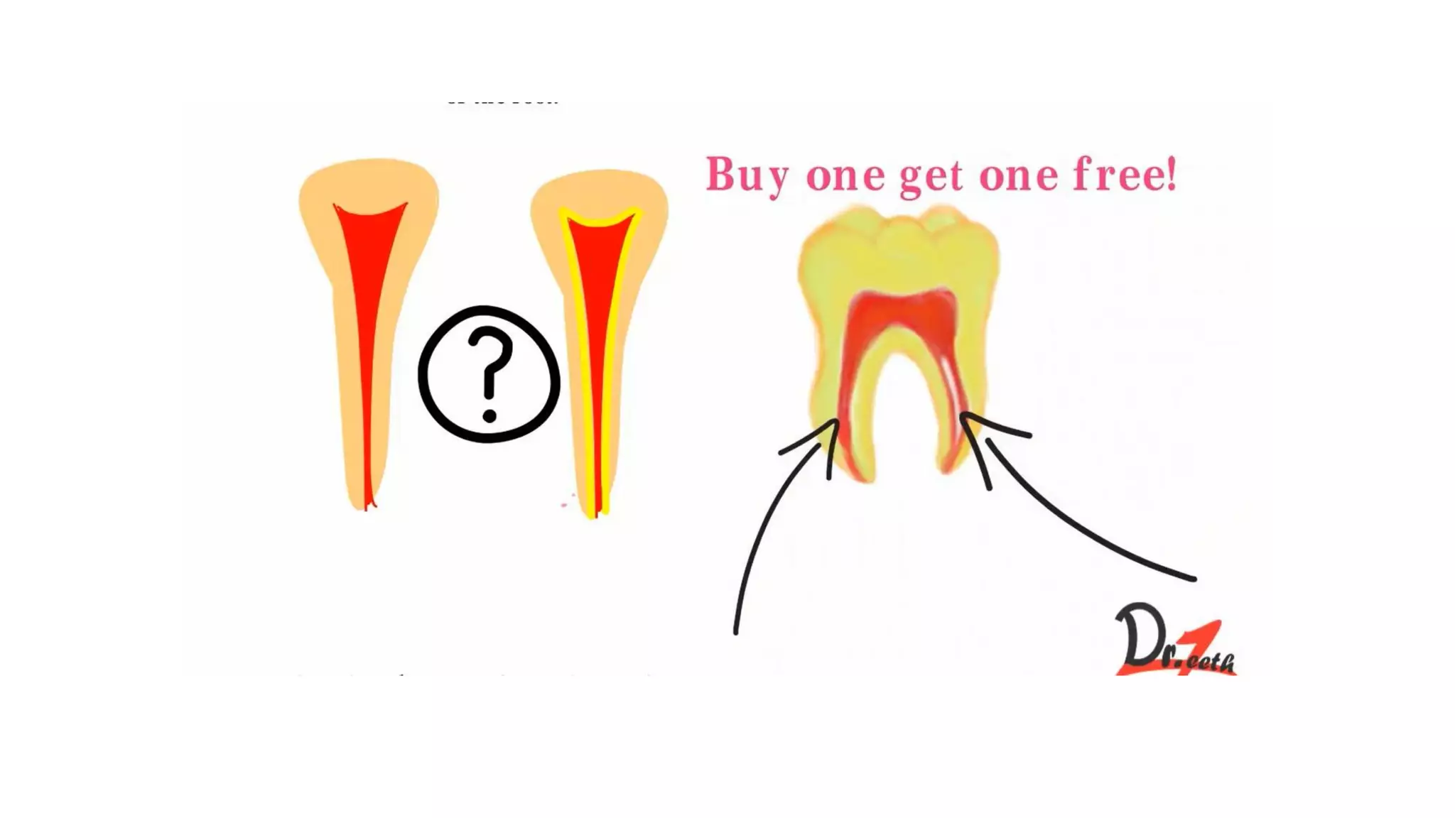 INTERNAL ANATOMY CLASSIFICATION.pdf