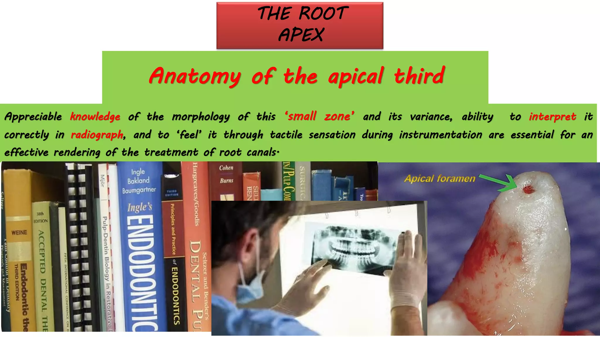 INTERNAL ANATOMY CLASSIFICATION.pdf