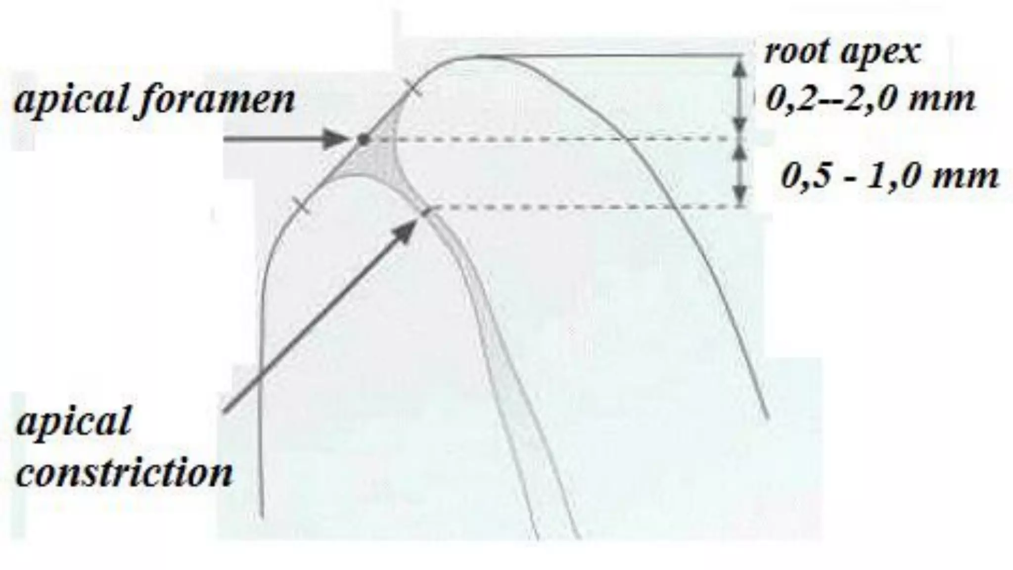 INTERNAL ANATOMY CLASSIFICATION.pdf