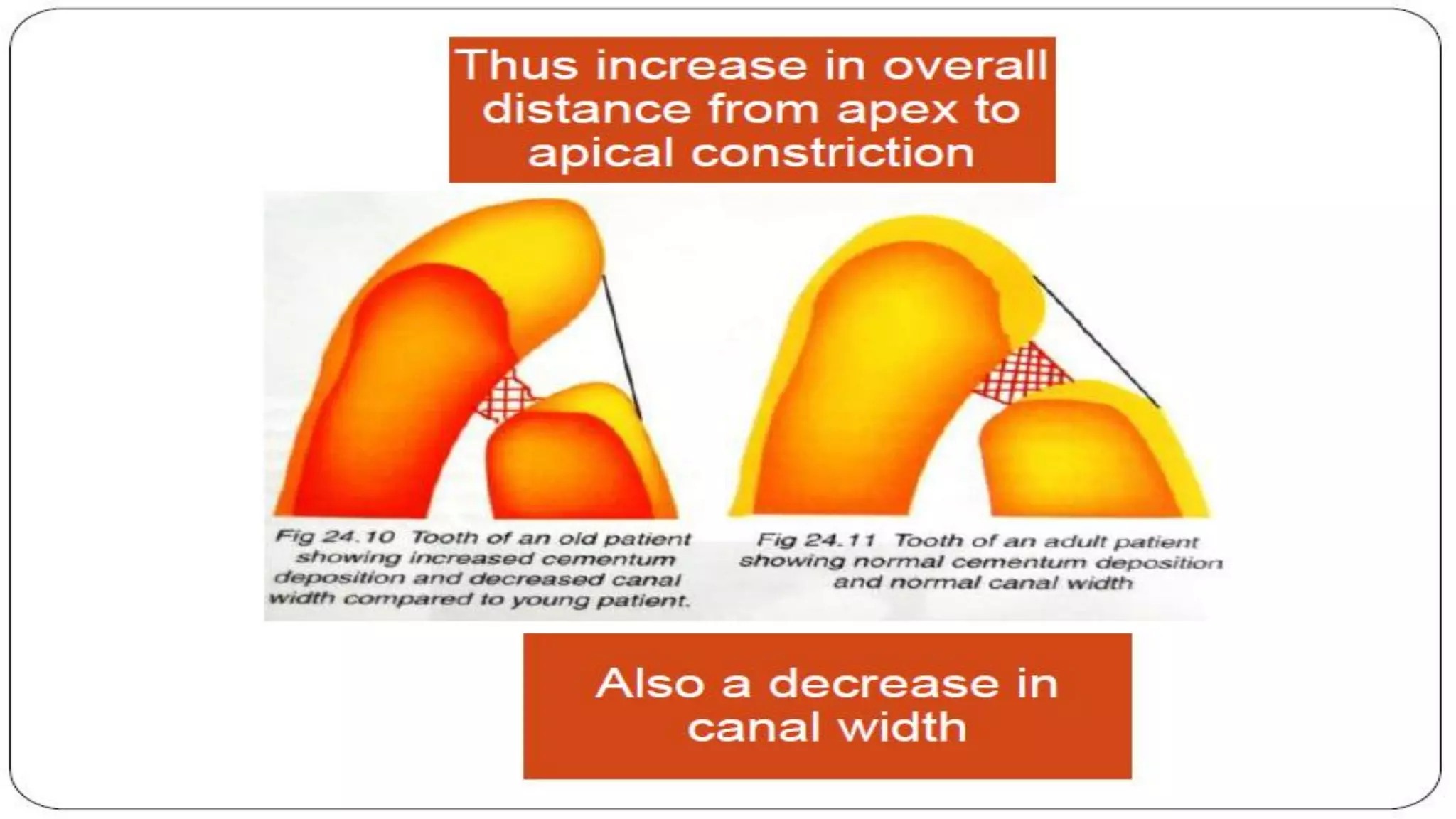 INTERNAL ANATOMY CLASSIFICATION.pdf
