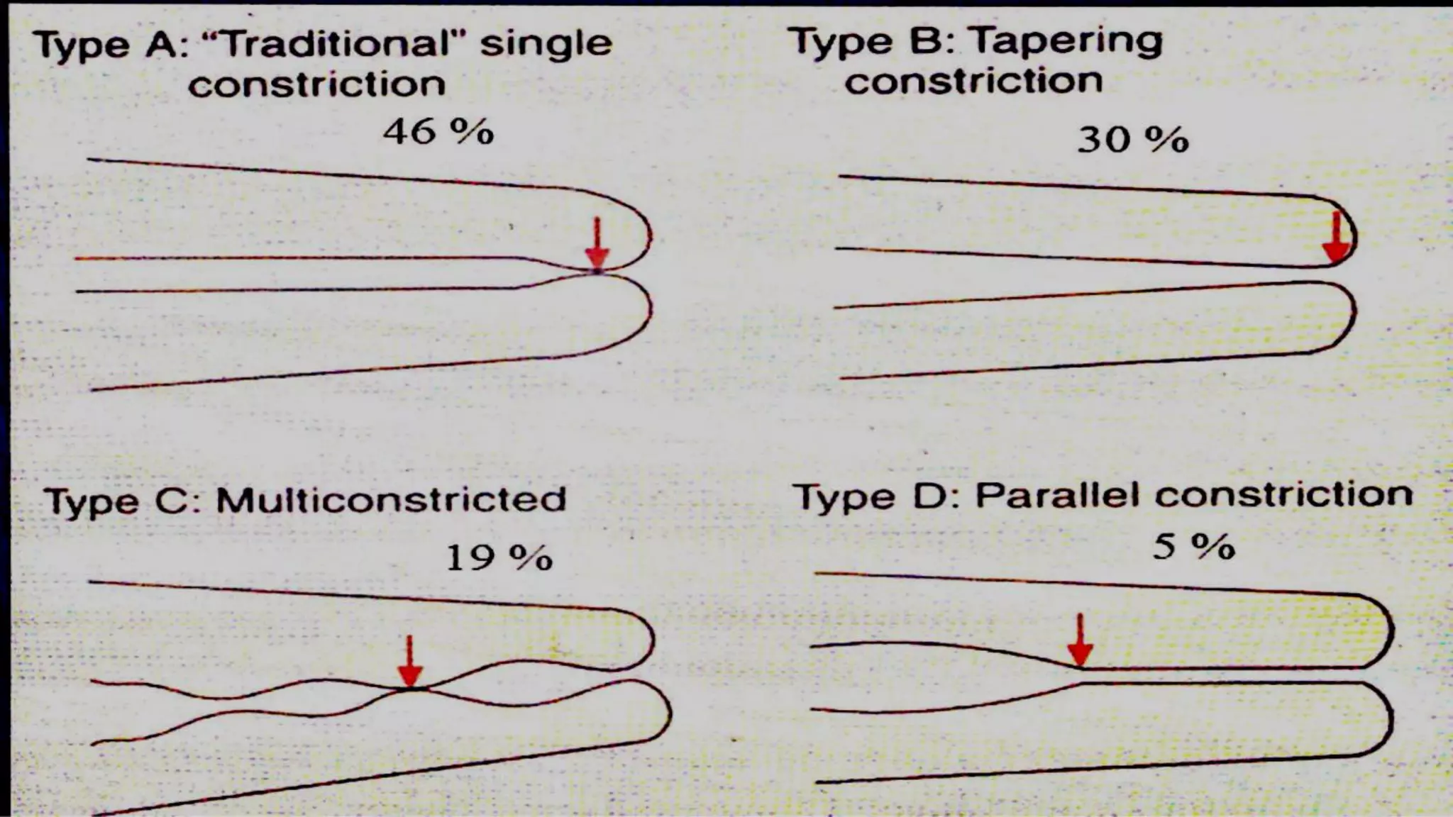 INTERNAL ANATOMY CLASSIFICATION.pdf