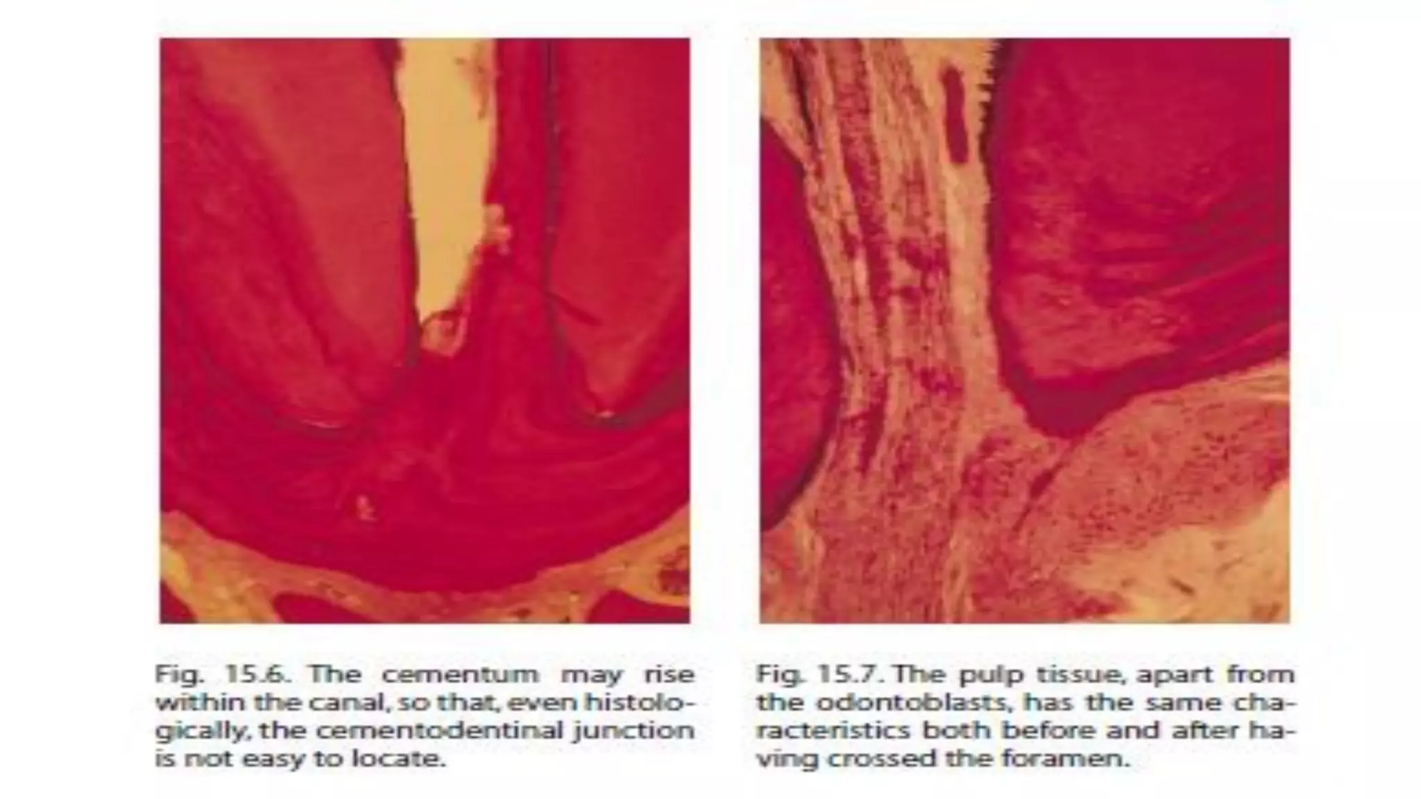 INTERNAL ANATOMY CLASSIFICATION.pdf