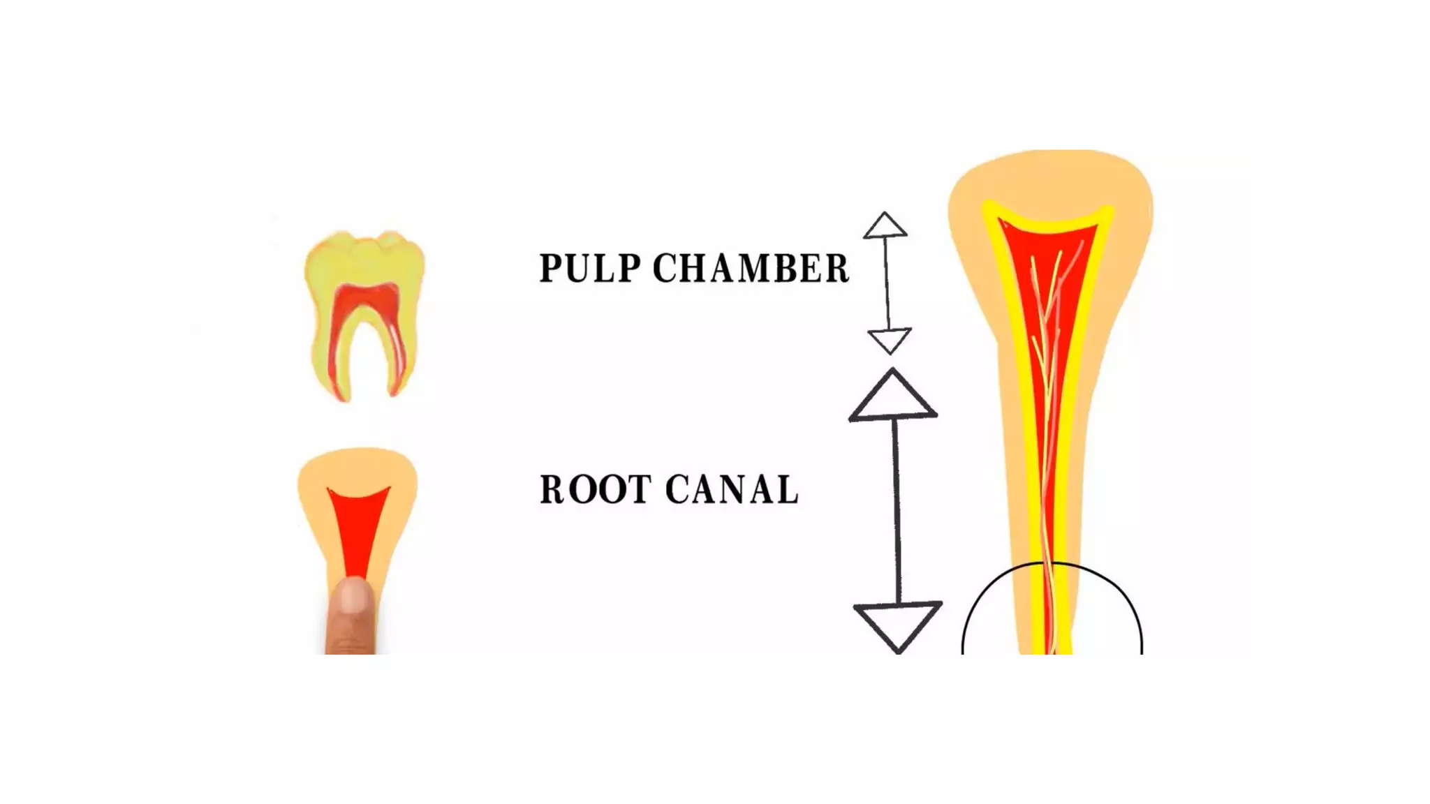 INTERNAL ANATOMY CLASSIFICATION.pdf