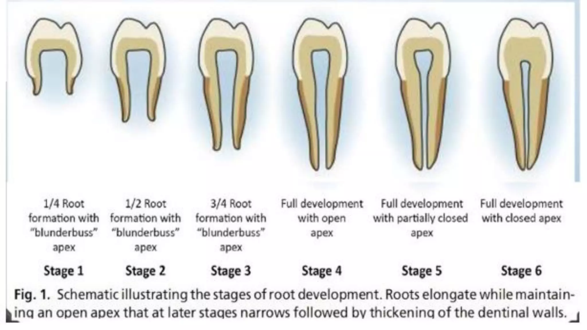 INTERNAL ANATOMY CLASSIFICATION.pdf