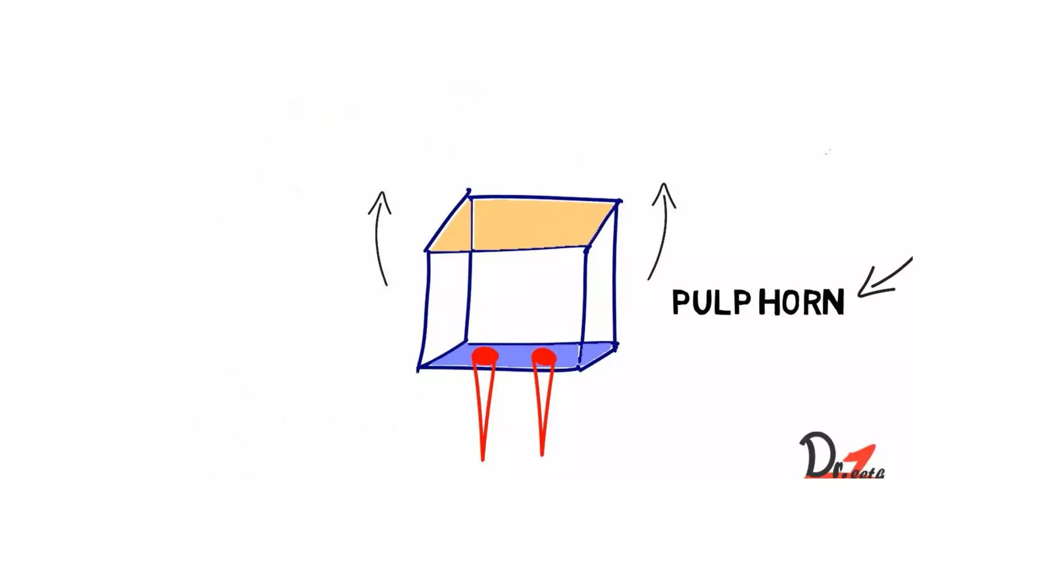 INTERNAL ANATOMY CLASSIFICATION.pdf