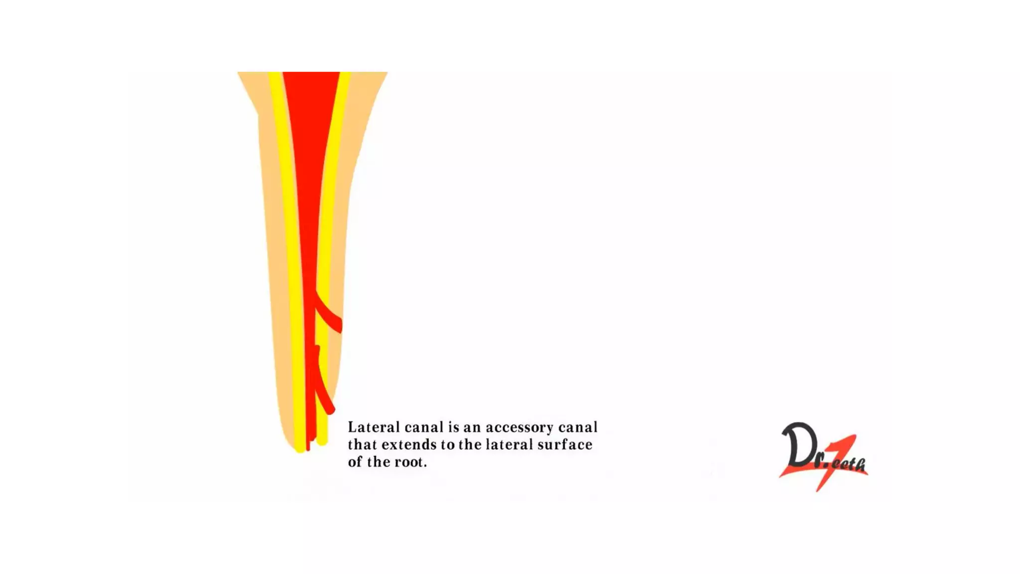 INTERNAL ANATOMY CLASSIFICATION.pdf