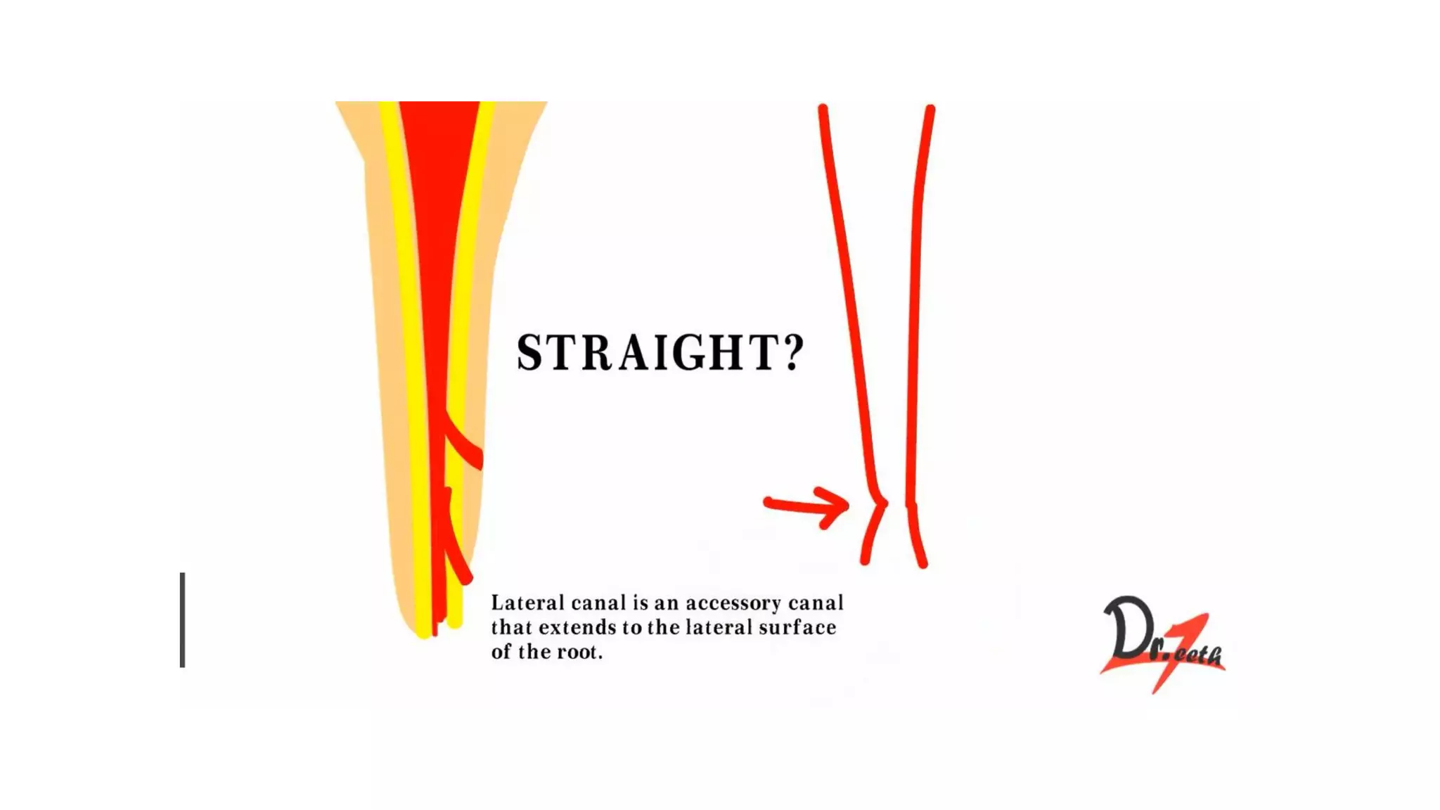 INTERNAL ANATOMY CLASSIFICATION.pdf