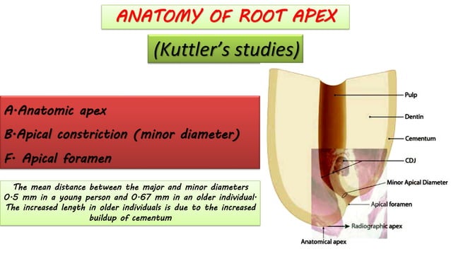 INTERNAL ANATOMY CLASSIFICATION.pdf