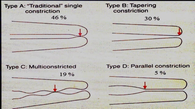 INTERNAL ANATOMY CLASSIFICATION.pdf