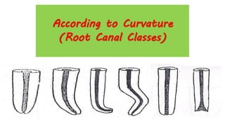 INTERNAL ANATOMY CLASSIFICATION.pdf
