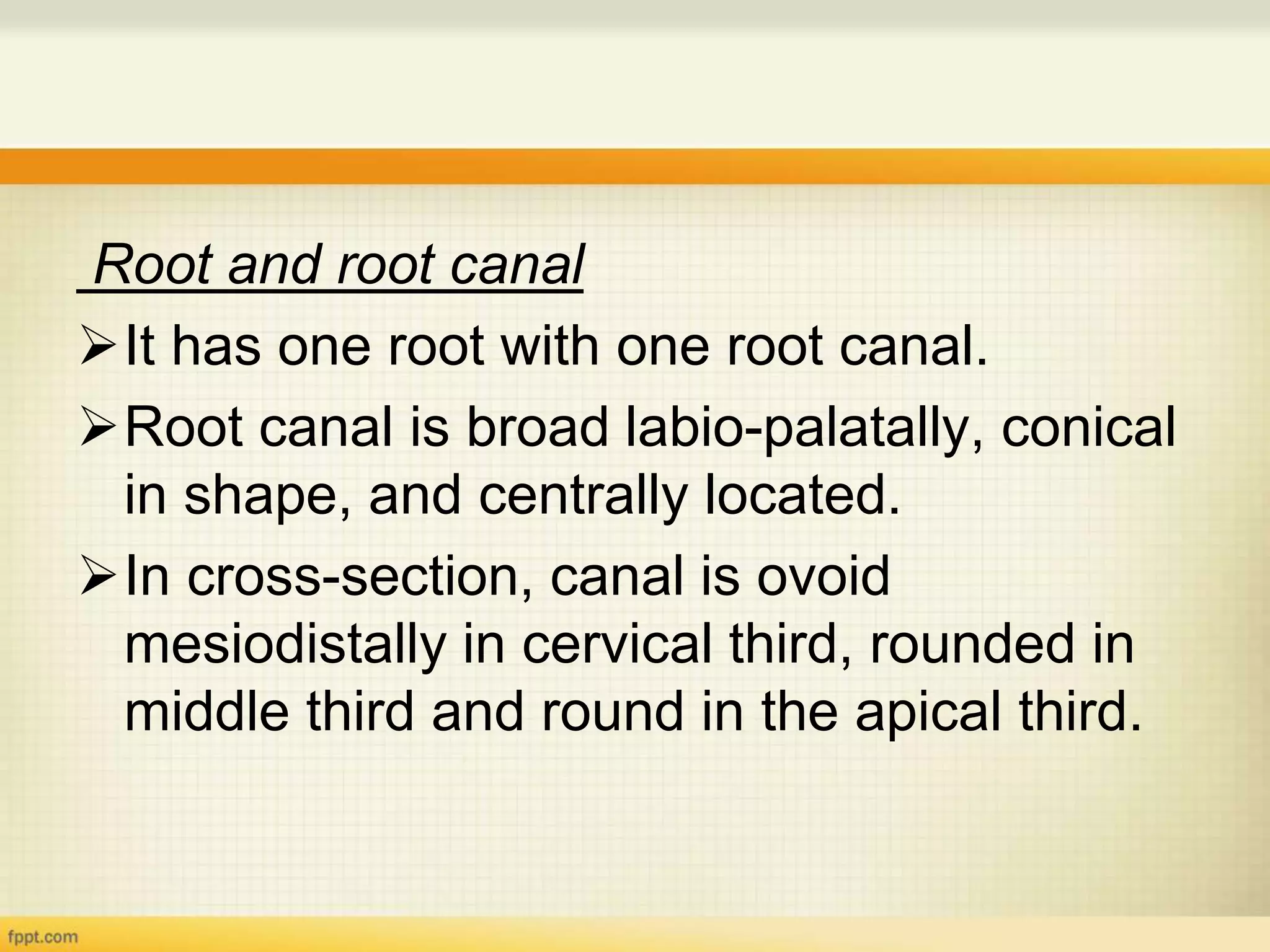 Internal anatomy of anterior tooth | PPTX
