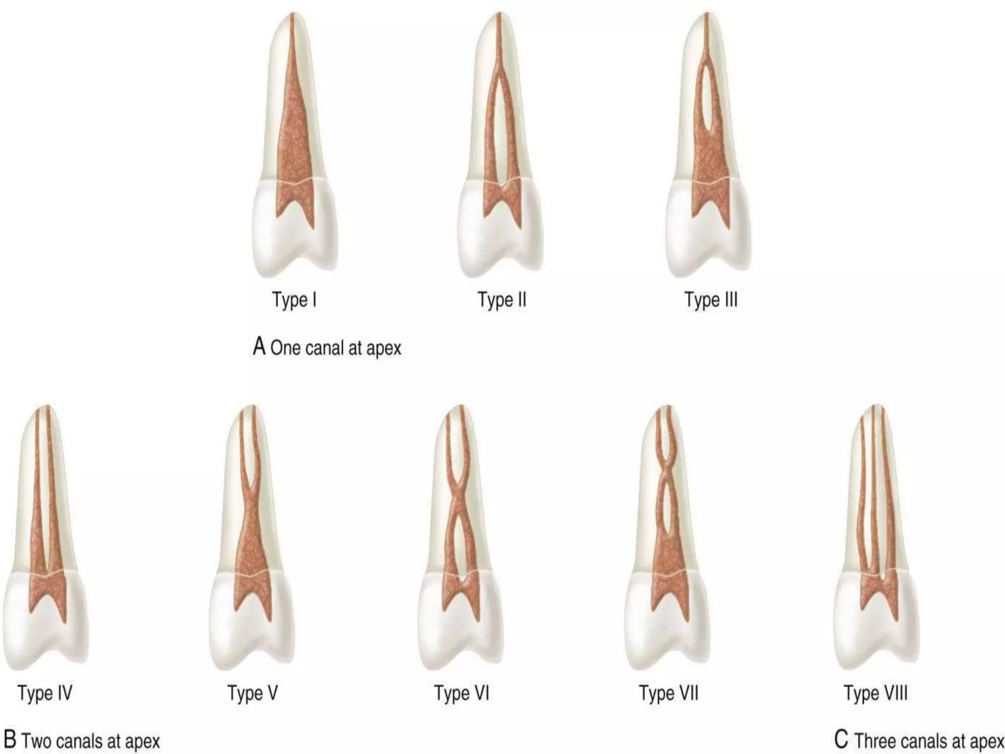 Internal anatomy of anterior tooth | PPTX