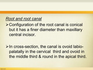 Internal anatomy of anterior tooth | PPTX