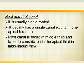 Internal anatomy of anterior tooth | PPTX
