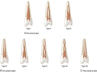 Internal anatomy of anterior tooth | PPTX