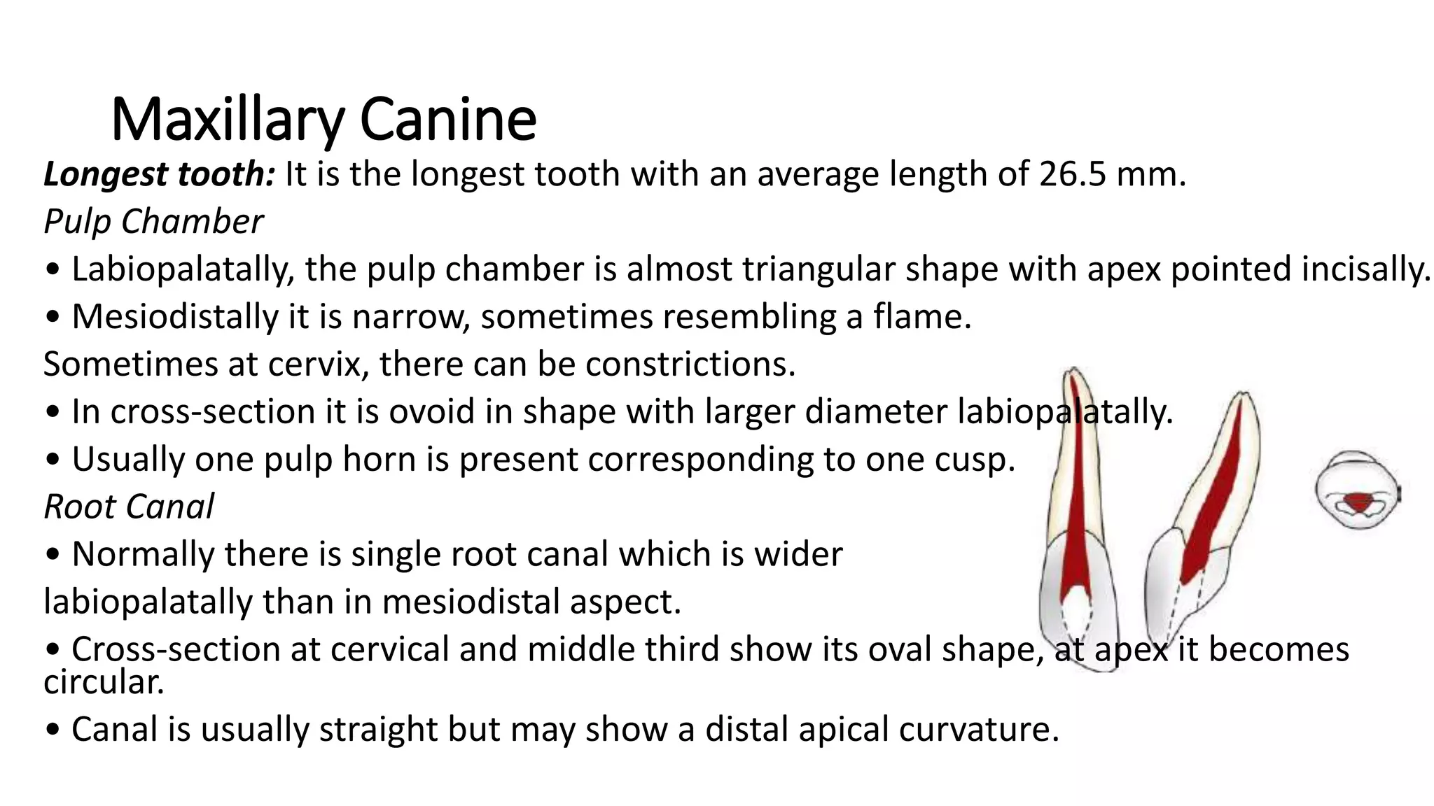 Internal anatomy of each tooth | PPTX