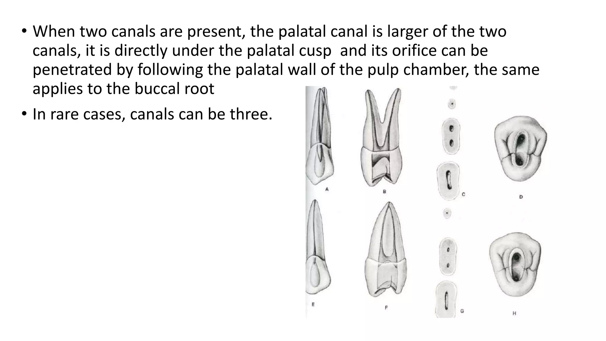 Internal anatomy of each tooth | PPTX